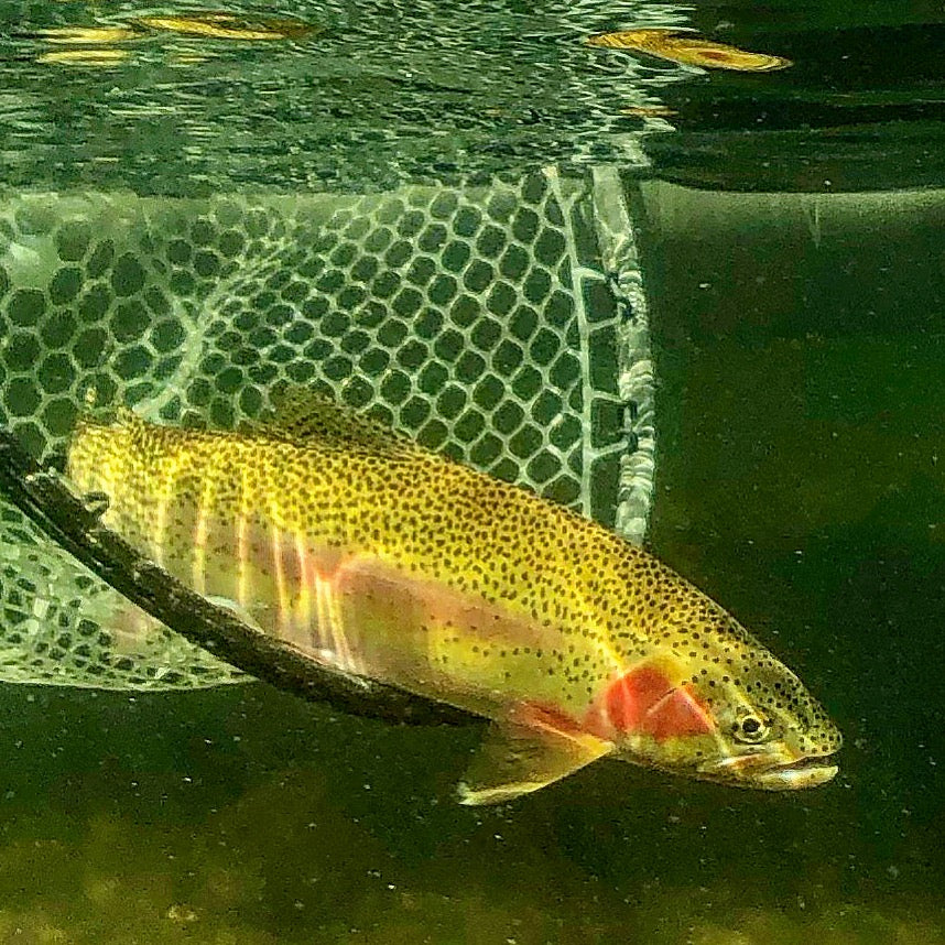 June 7th Bitterroot Fishing Report – Freestone Fly Shop