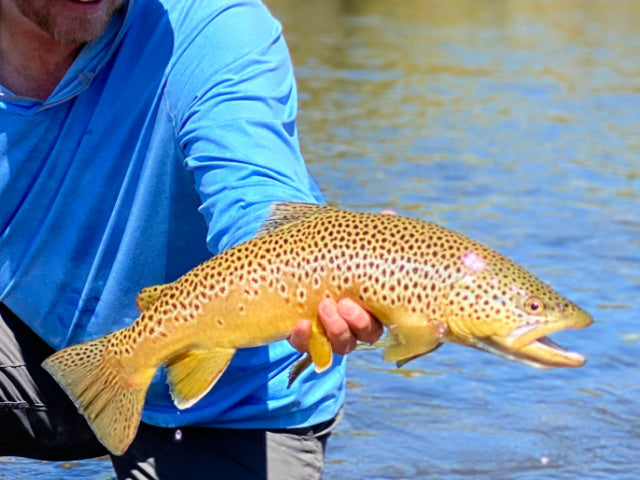 July 27th Fishing Report – Freestone Fly Shop