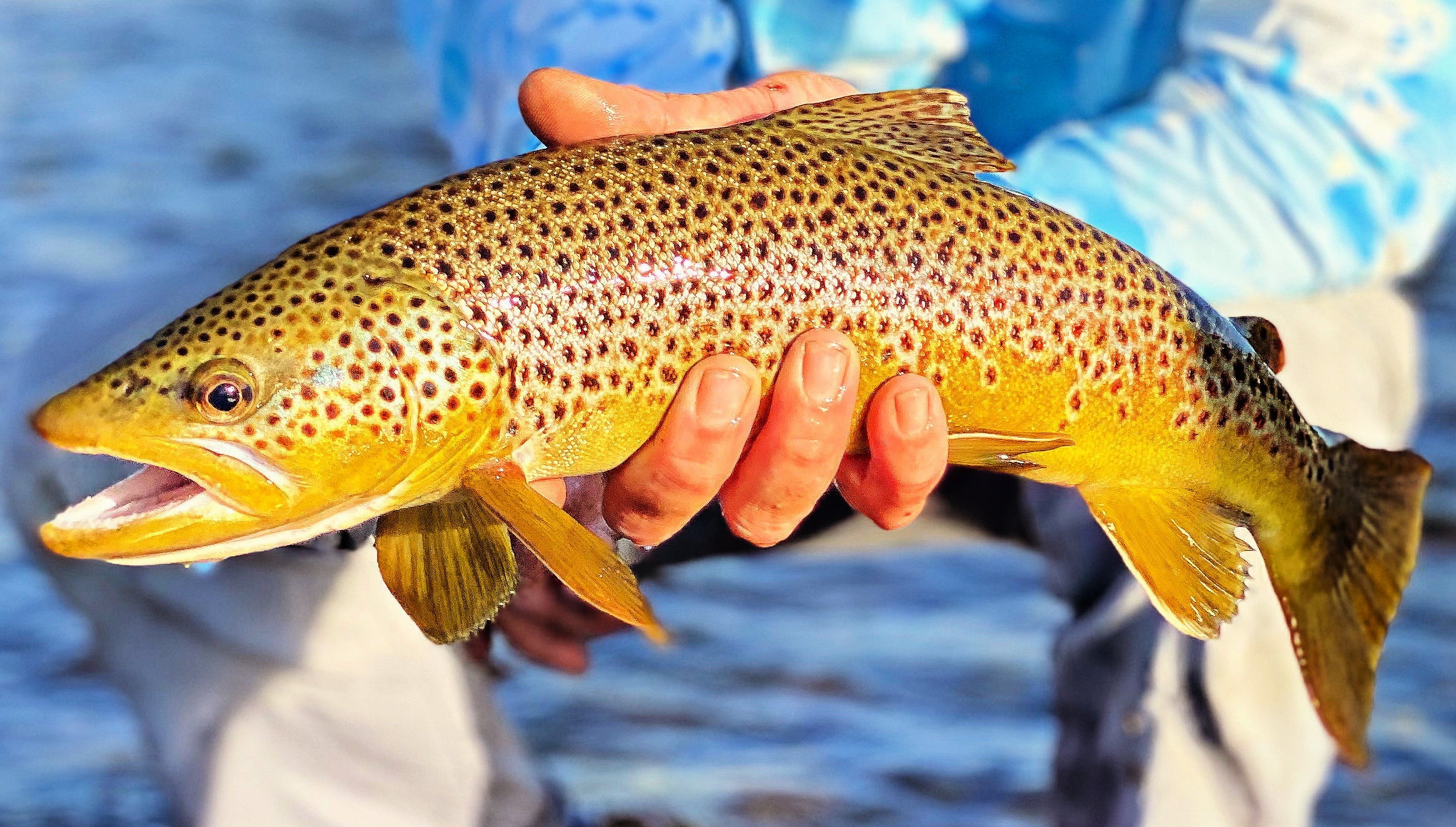 Captain Carter Bates - Senior Fly Fishing Guide – Freestone Fly Shop